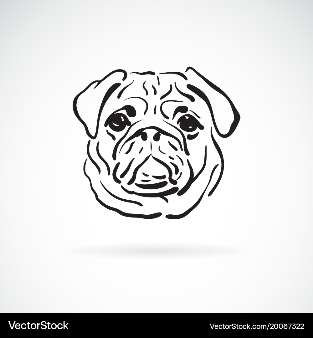 Pug dog face on white background pet animals Vector Image