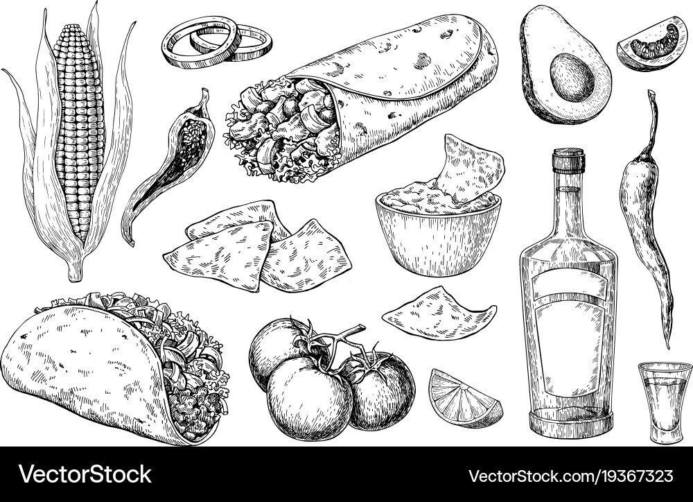 Mexican cuisines drawing traditional food Vector Image