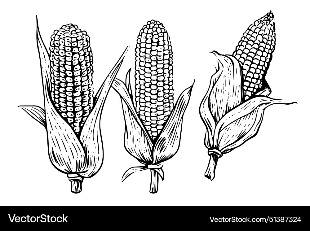 Maize cob isolated line corn hand Royalty Free Vector Image
