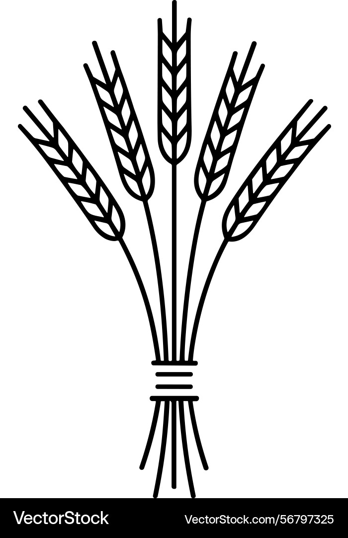 Elegant wheat sheaf line drawing thanksgiving Vector Image