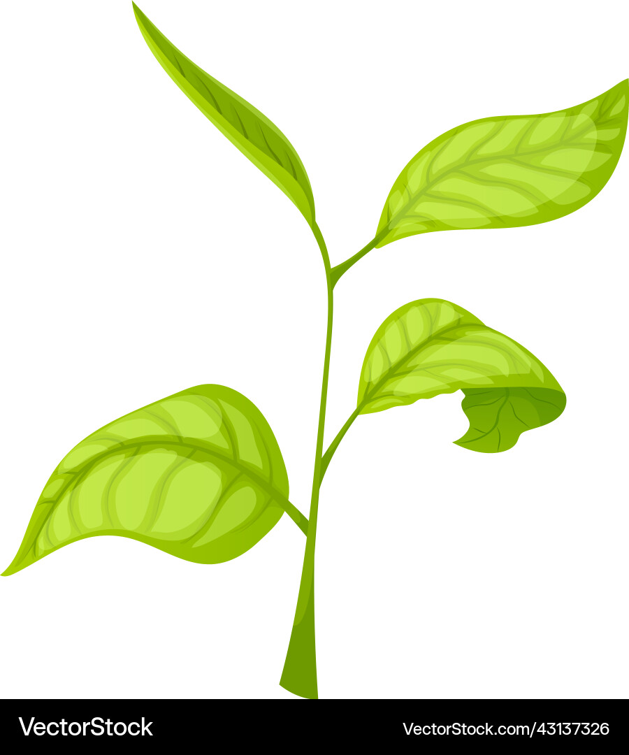 Branch tea leaf cartoon Royalty Free Vector Image