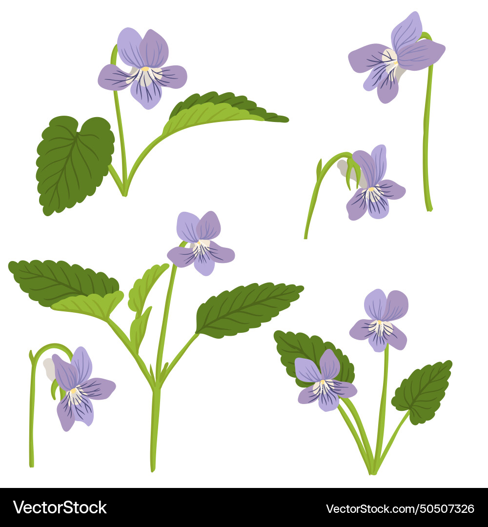 Viola Plant Drawing