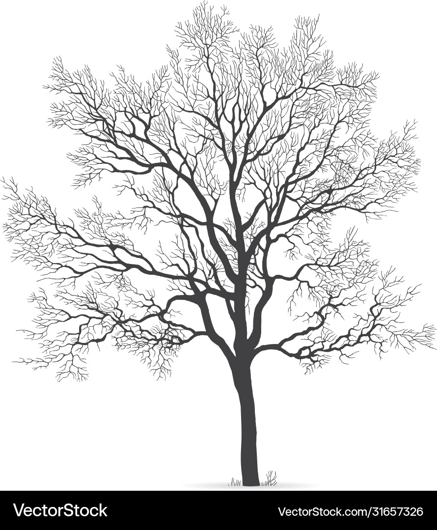 Oak Tree Silhouette Vector Free Beautiful Green Oak Tree Silhouette On