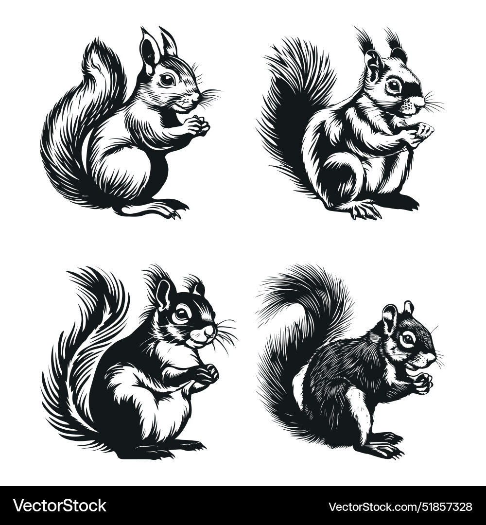 Squirrel clipart Royalty Free Vector Image - VectorStock