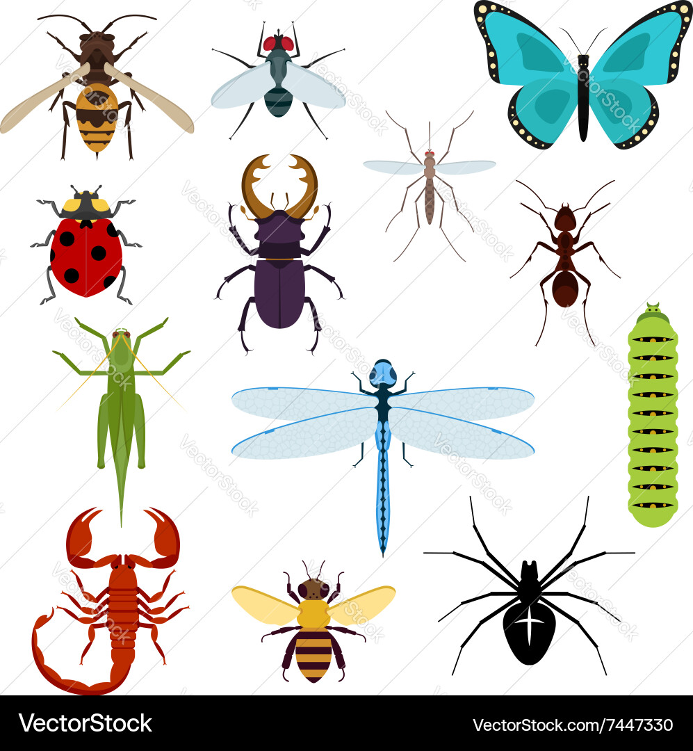Cartoon isolierte bunte Insekten Set Lizenzfreier Vektor