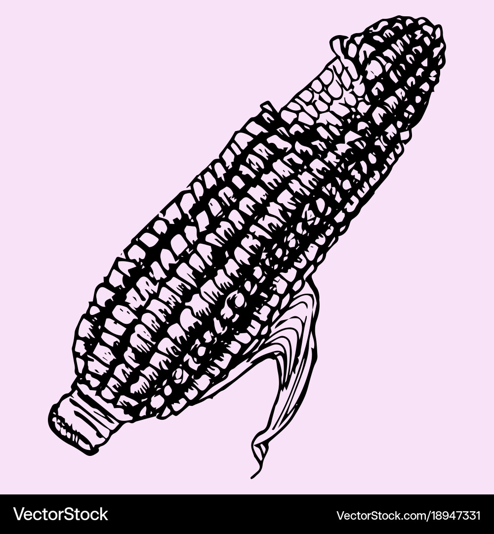Boiled corn Royalty Free Vector Image - VectorStock