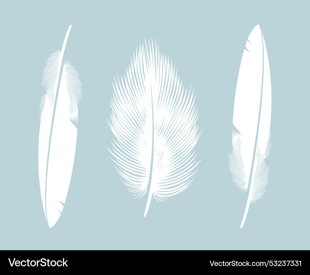 Feathers Royalty Free Vector Image - VectorStock