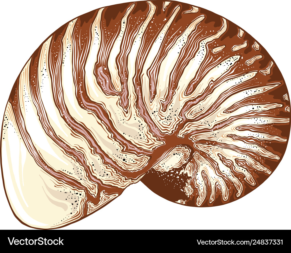 Hand drawn sketch nautilus shell in color Vector Image