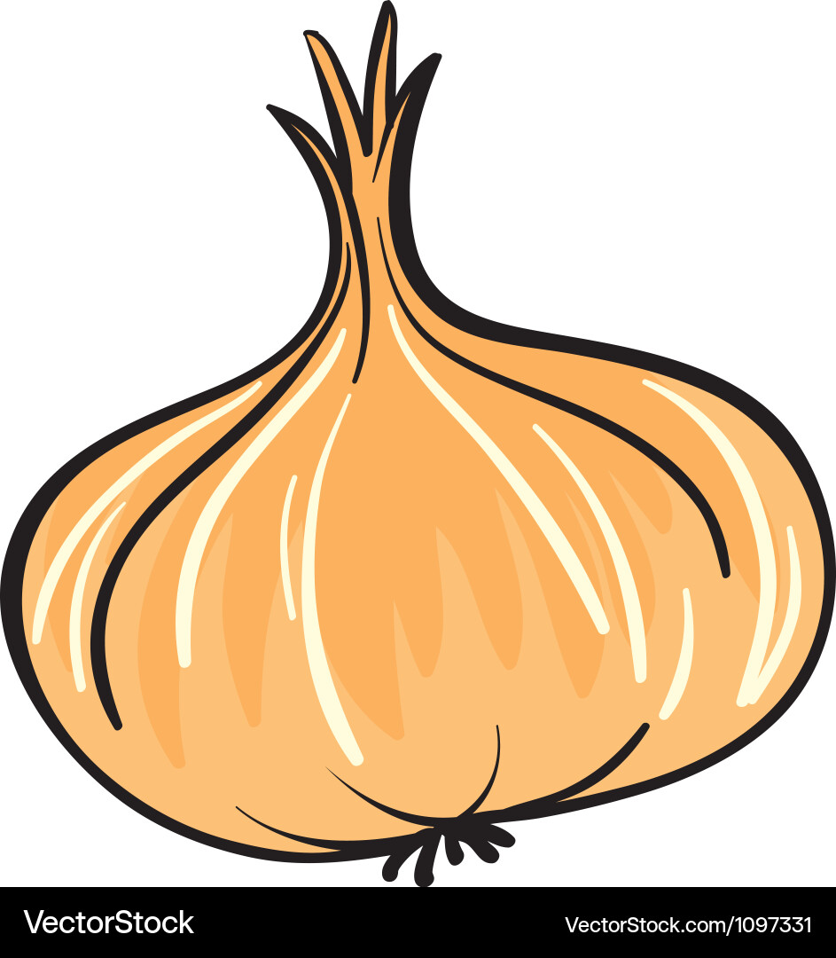 Onion Royalty Free Vector Image - VectorStock