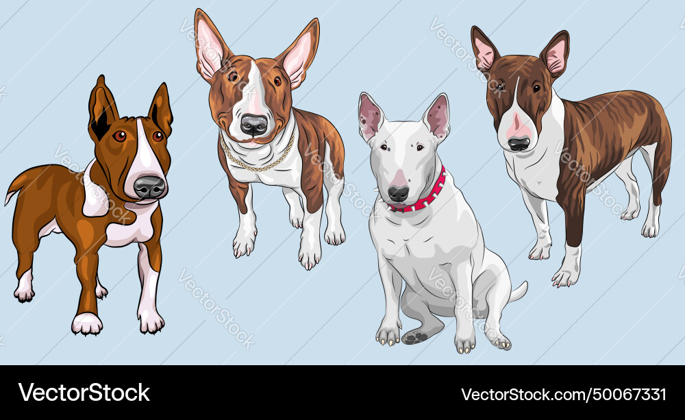 Set bull terrier dog breed Royalty Free Vector Image