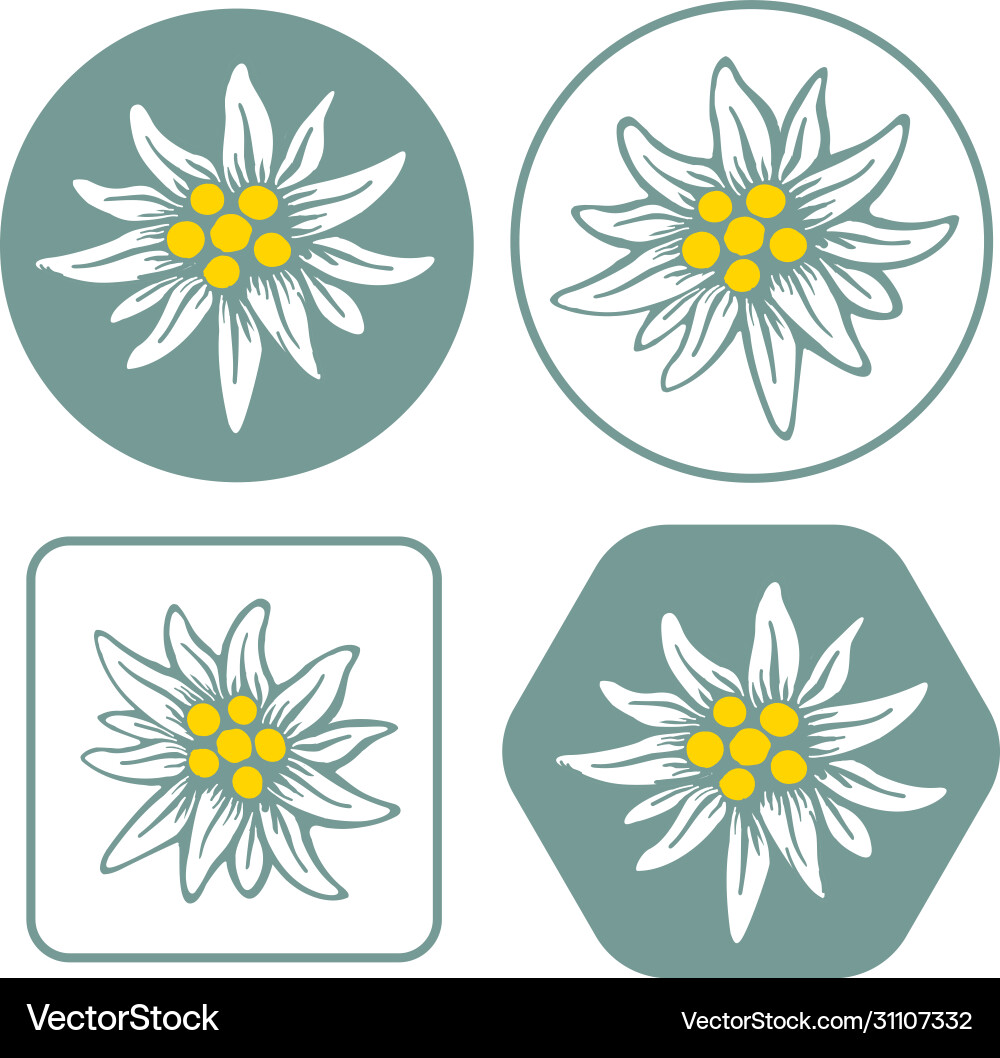Edelweiss Flower Icon - Alpine Style Royalty Free Vector