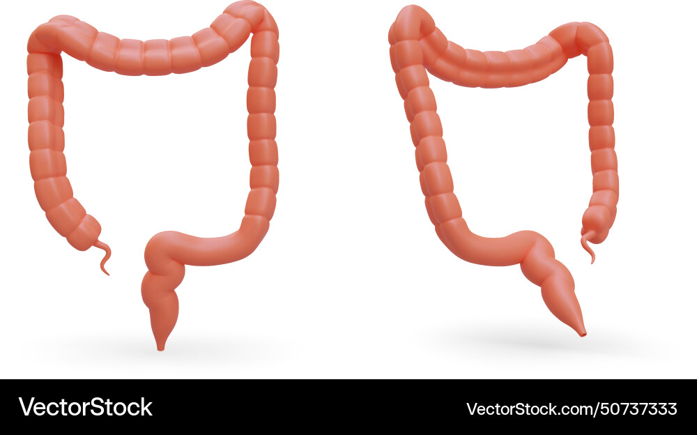 3d large intestine front and back view human Vector Image