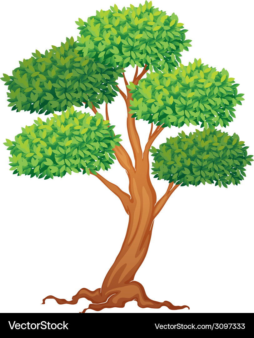 Baum Lizenzfreies Vektorbild - VectorStock