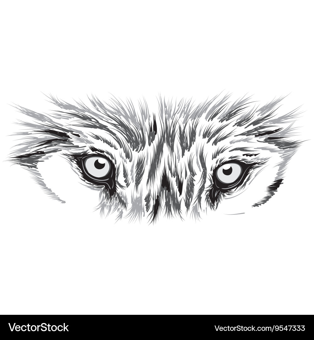 Beautiful wolf face Royalty Free Vector Image - VectorStock