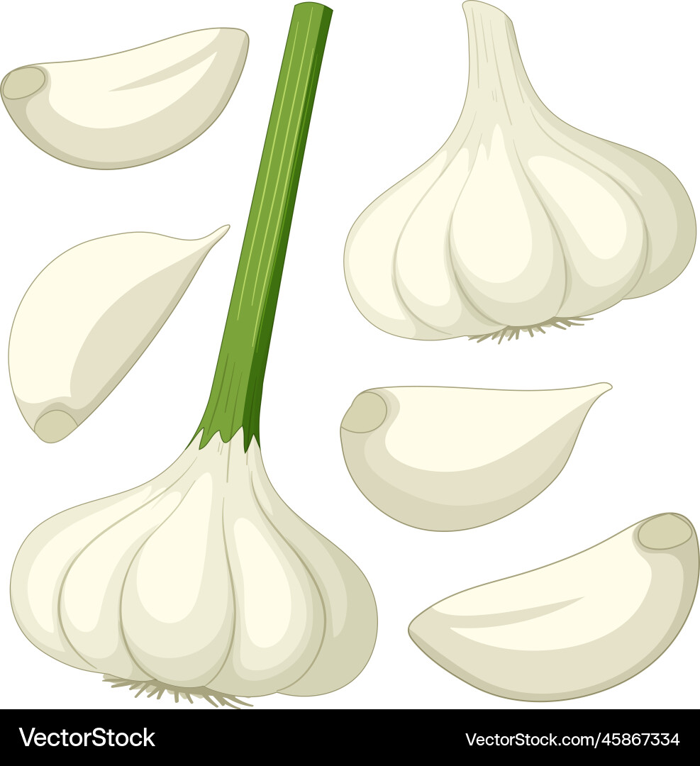 Garlic in cartoon style isolated Royalty Free Vector Image