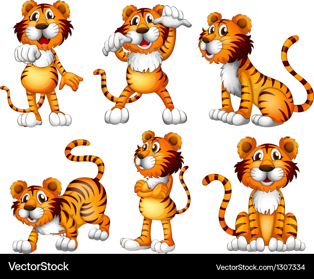 Six positions of a tiger Royalty Free Vector Image