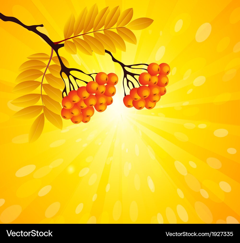 Rowan branch Royalty Free Vector Image - VectorStock
