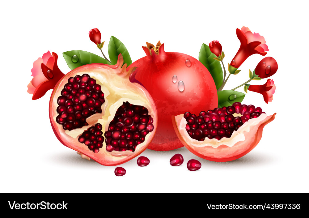 Pomegranate realistic concept Royalty Free Vector Image