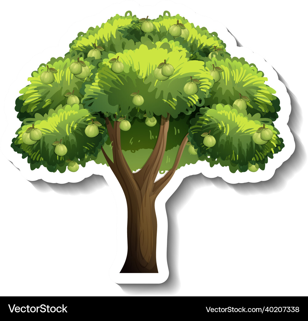 Guava Tree Clip Art Guava Fruit Young On Tree Farm: Over 2