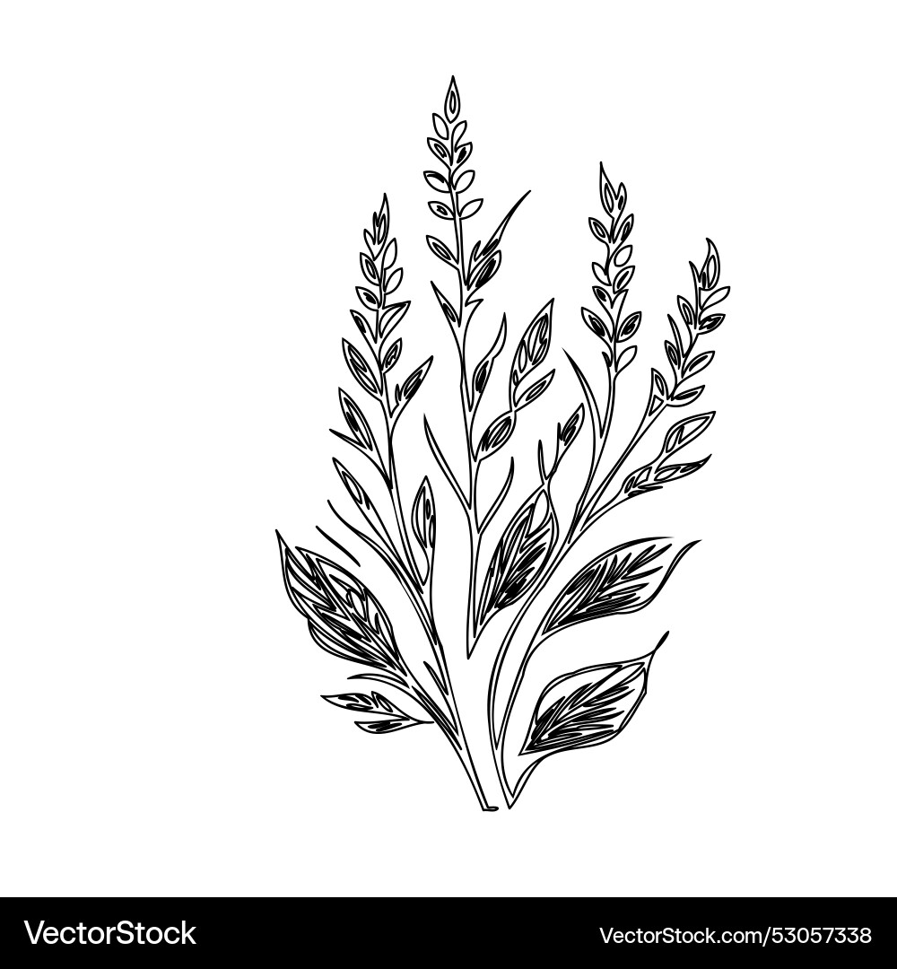 Heather flower plant sketch outline Royalty Free Vector