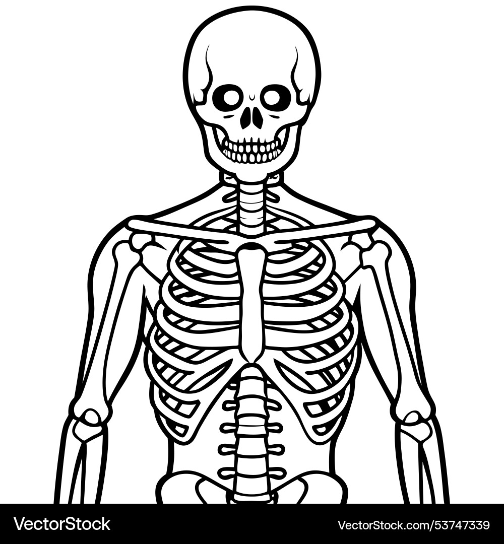 Infographic of a human skeleton anatomy Royalty Free Vector