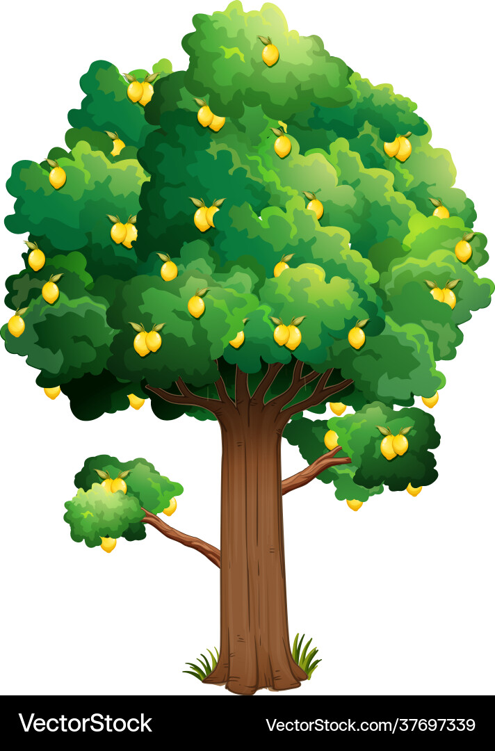 Lemon tree in cartoon style isolated on white Vector Image
