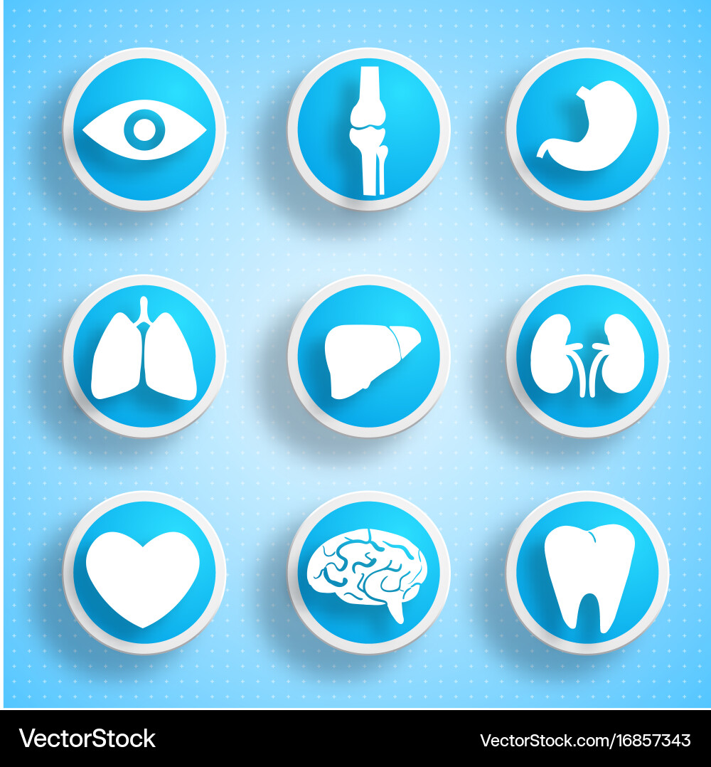 Human internal organs collection Royalty Free Vector Image