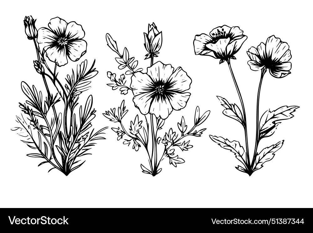 Wild flower set hand drawn ink sketch engraved Vector Image