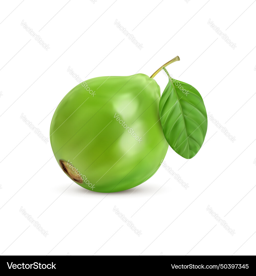 Ripe raw realistic whole guava fruit with a leaf Vector Image