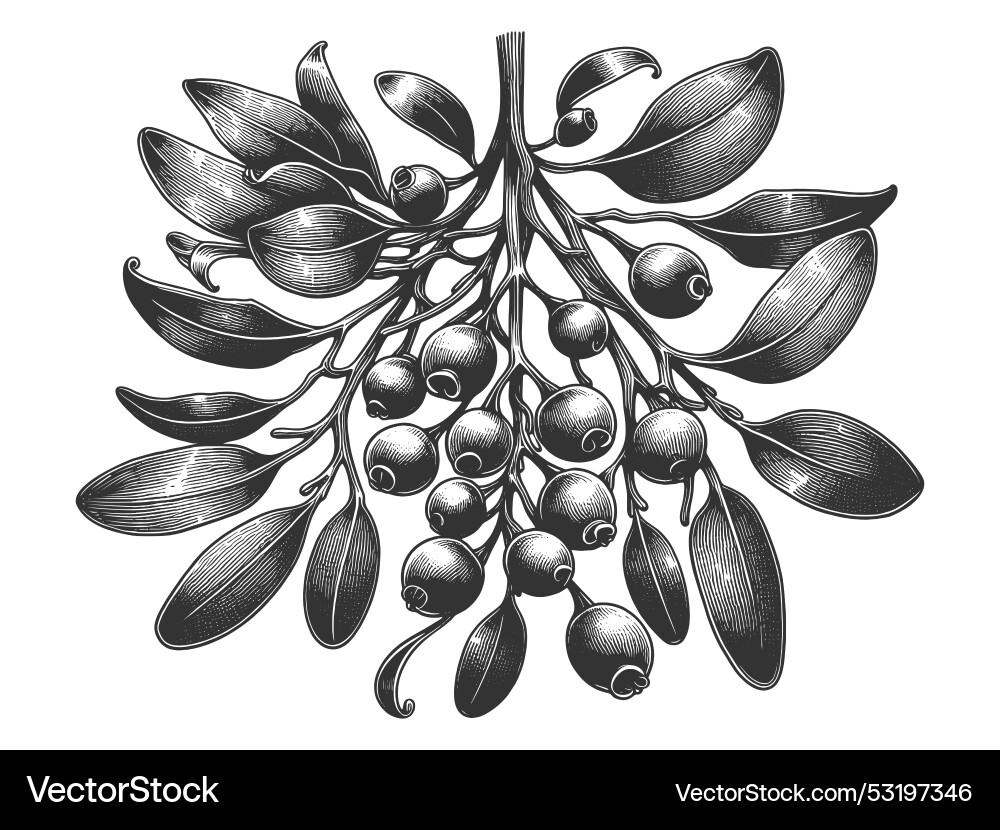 Mistletoe branch engraving Royalty Free Vector Image