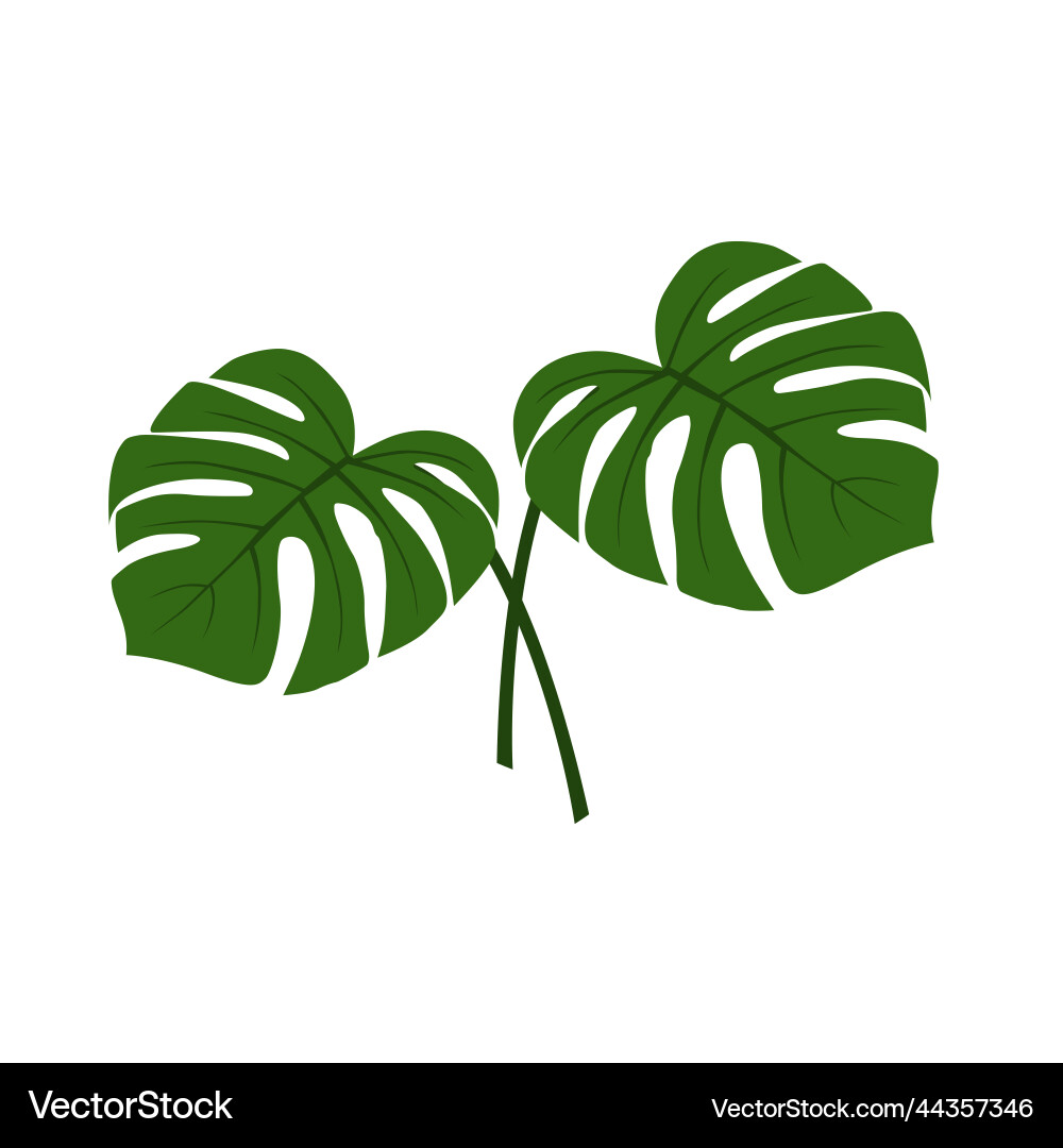 Monstera plant leaf Royalty Free Vector Image - VectorStock
