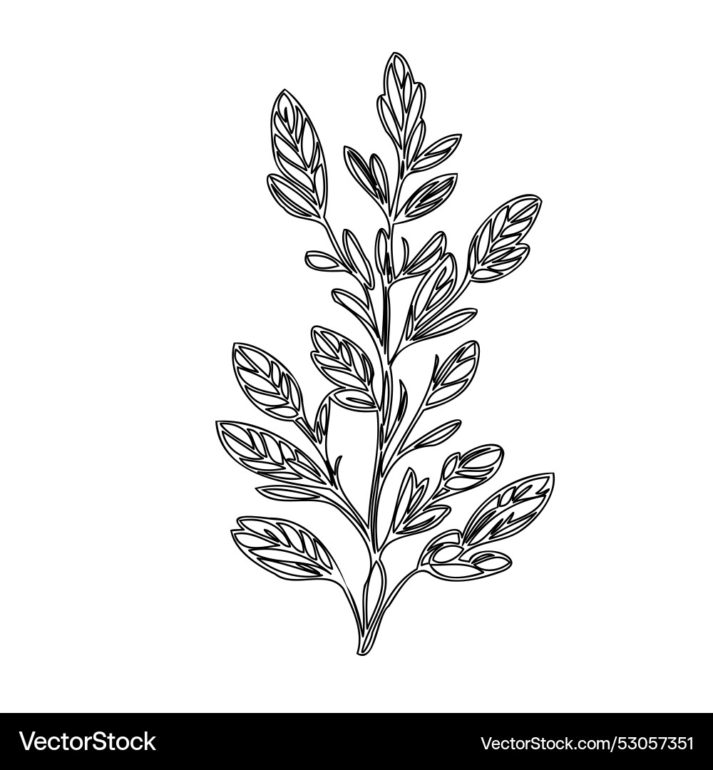 Heather flower plant sketch outline Royalty Free Vector