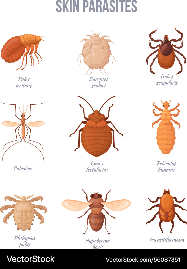 Human Skin Parasites & Bugs Royalty Free Vector Image