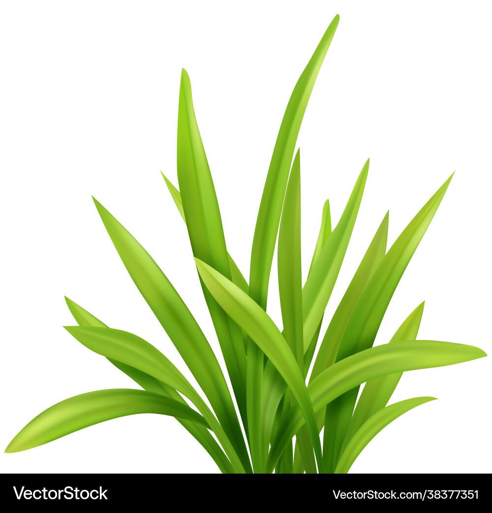 Realistic green grass Royalty Free Vector Image
