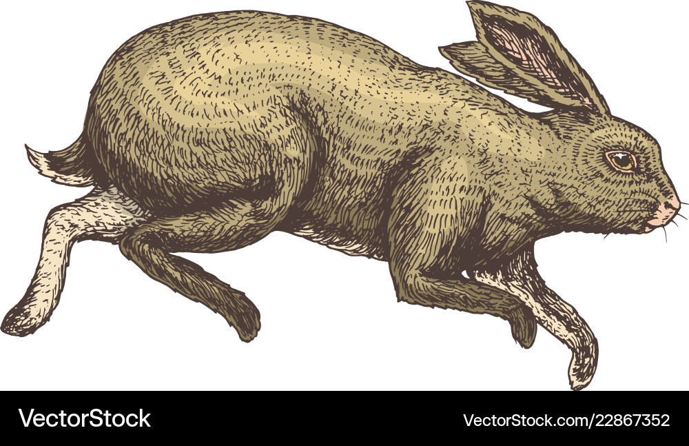 Soaring rabbit or bunny wild forest animal Vector Image