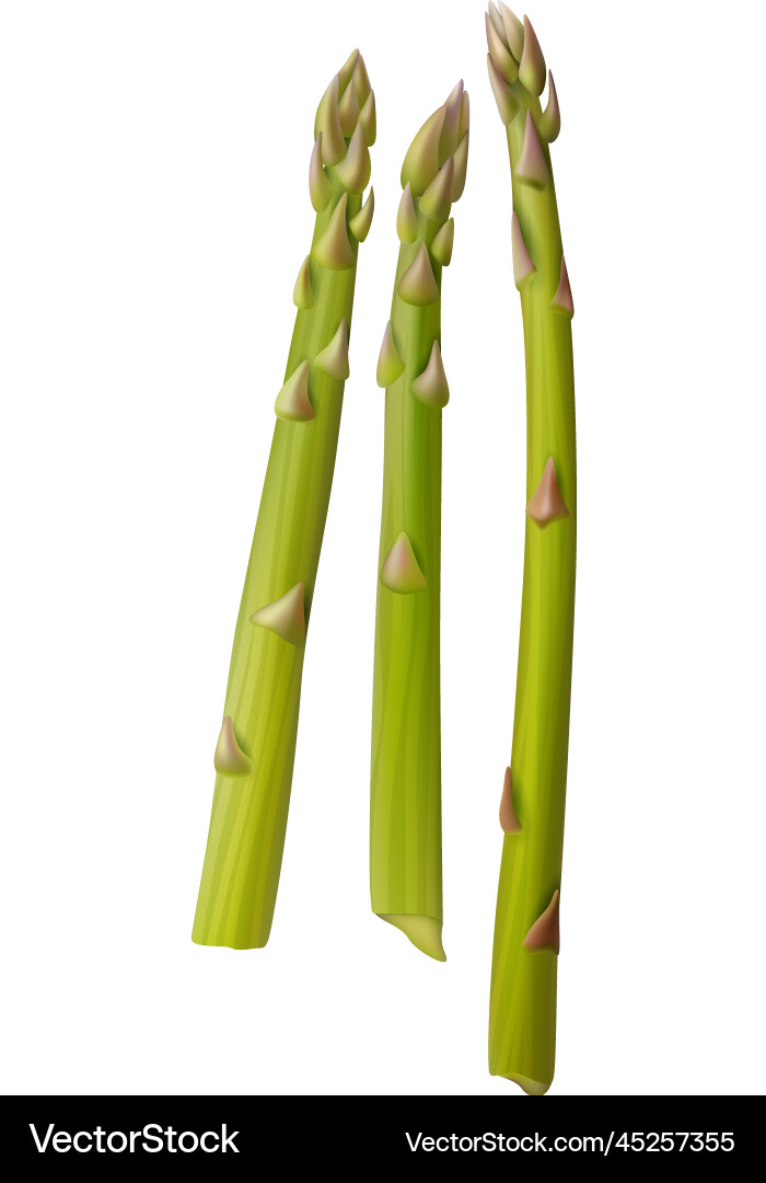 Realistic asparagus Royalty Free Vector Image - VectorStock