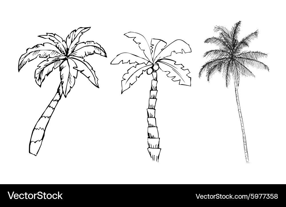 Hand-Drawn Palm Trees Royalty Free Vector Image