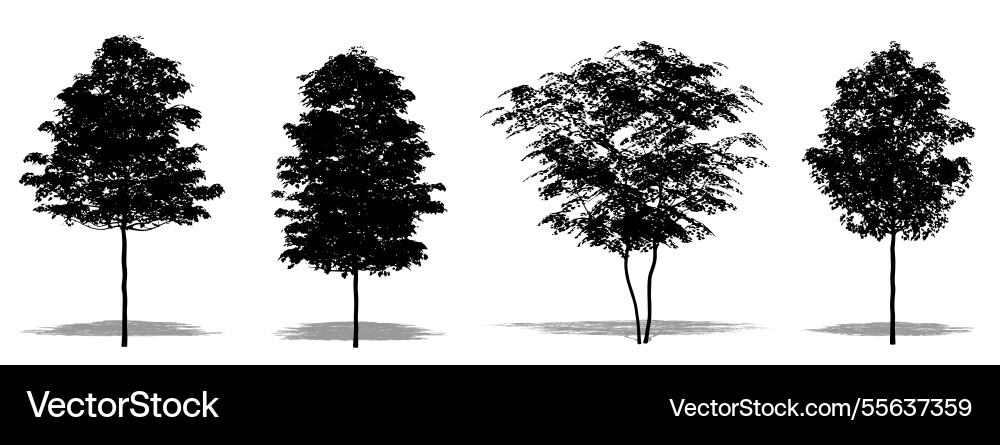 Collection of field maple trees as a black Vector Image