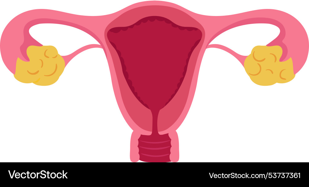 Female reproductive system medical Royalty Free Vector Image
