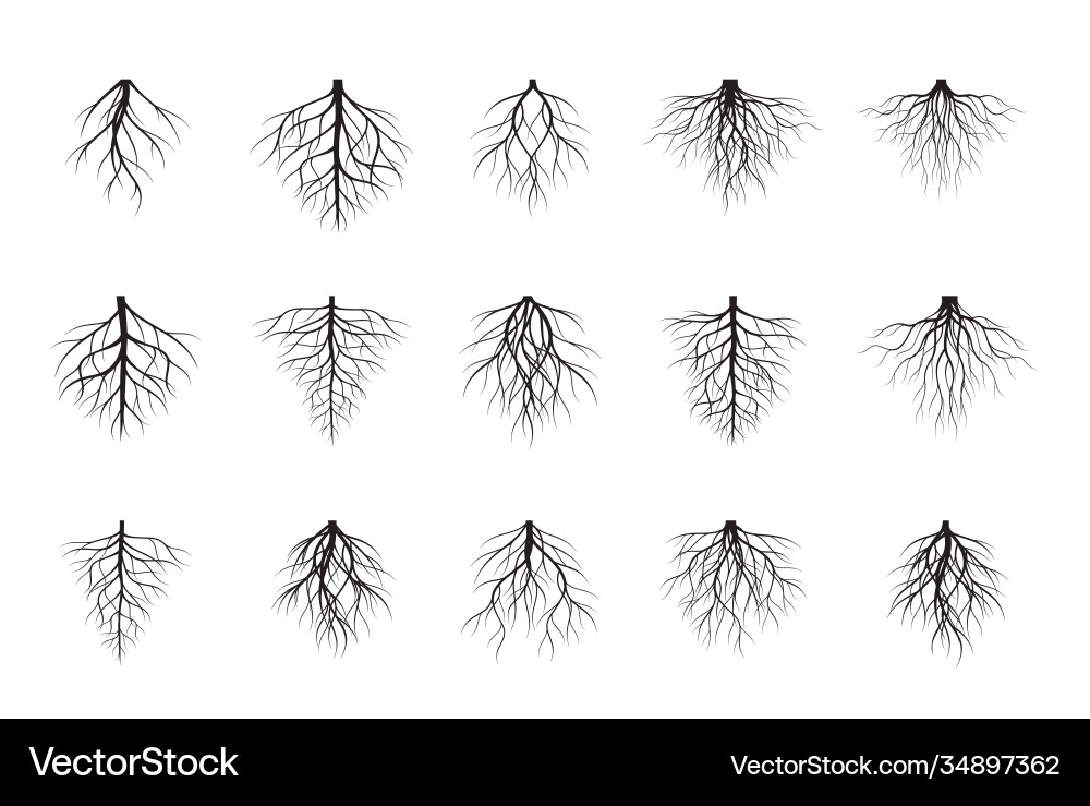 Black tree roots set Royalty Free Vector Image