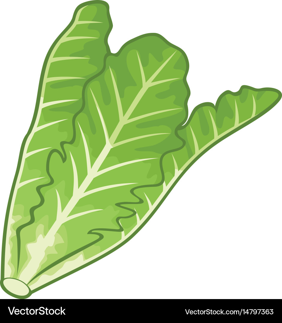 Lettuce Royalty Free Vector Image - VectorStock
