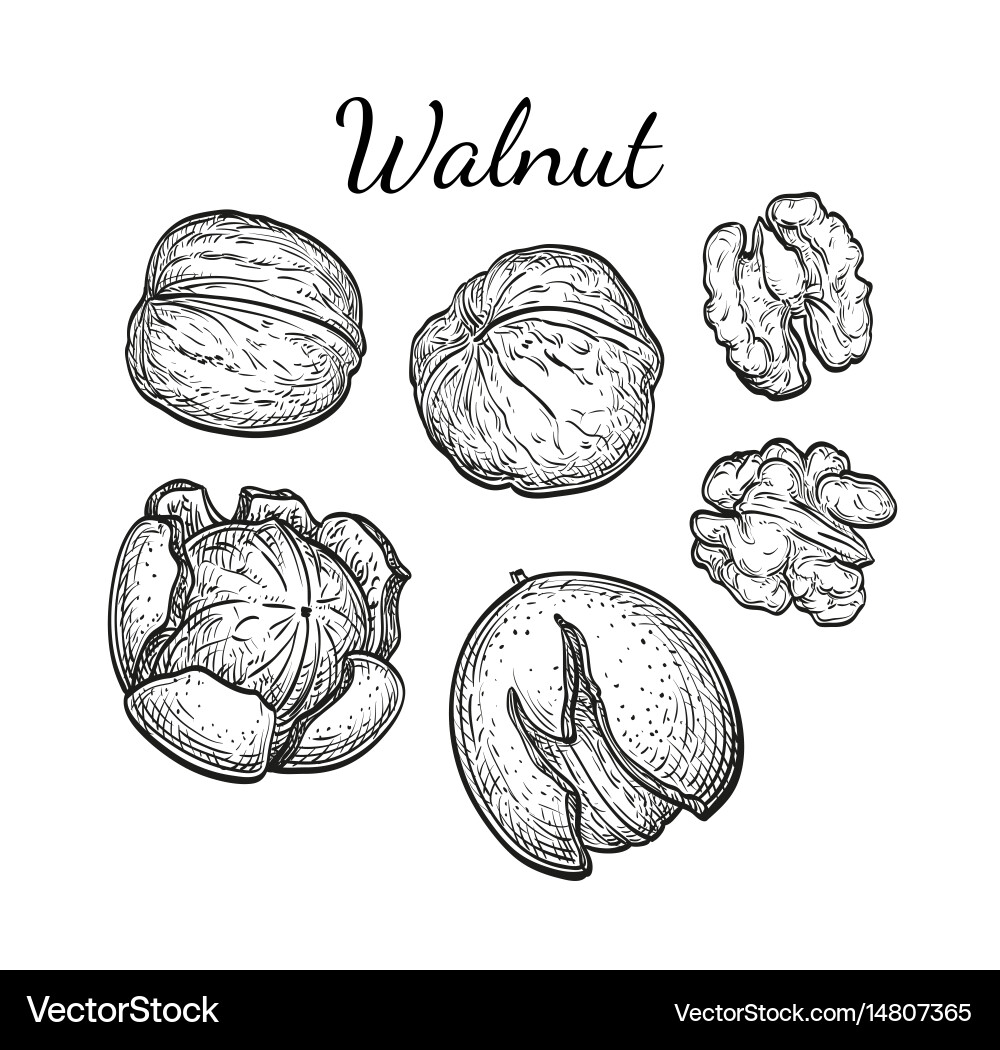 Ink sketch of walnuts Royalty Free Vector Image