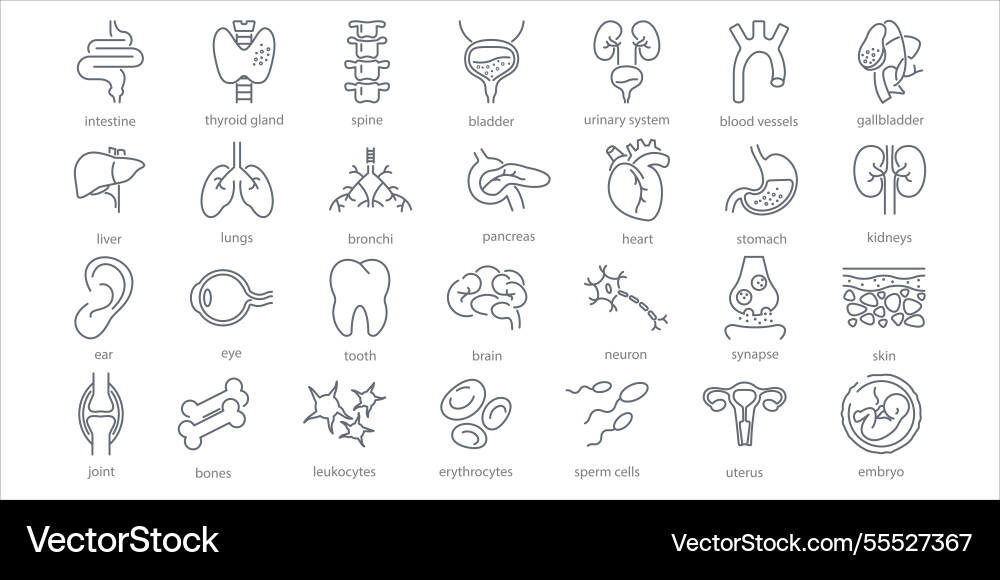 Human Internal Organ Line Icons Royalty Free Vector Image