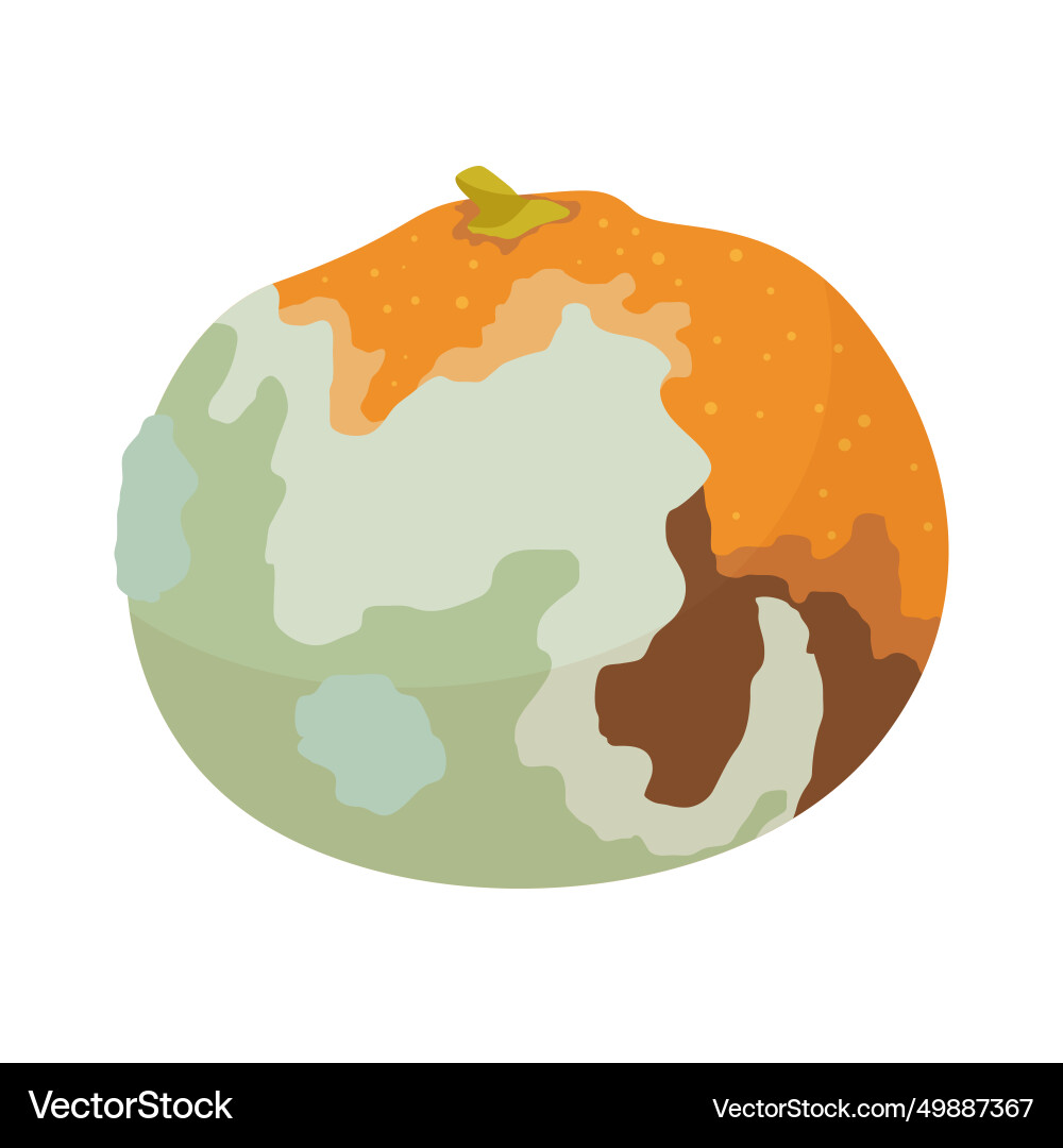 Spoiled orange fruit Royalty Free Vector Image