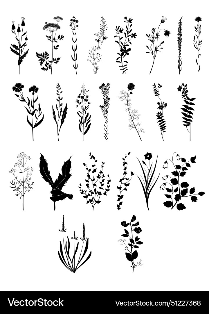 Brushes from a set of wild flowers Royalty Free Vector Image
