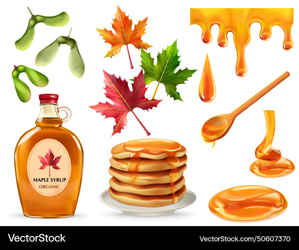 Maple syrup set Royalty Free Vector Image - VectorStock
