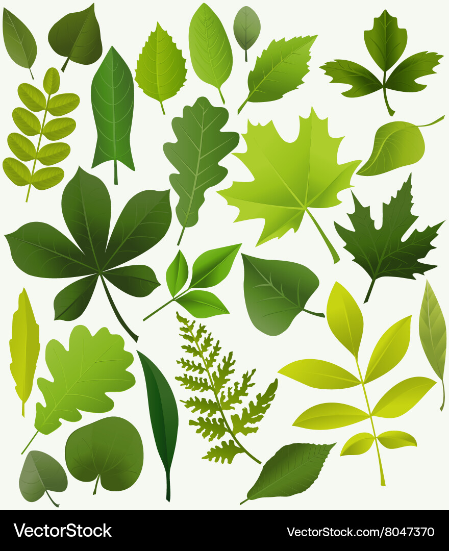 Tree leaves Royalty Free Vector Image - VectorStock