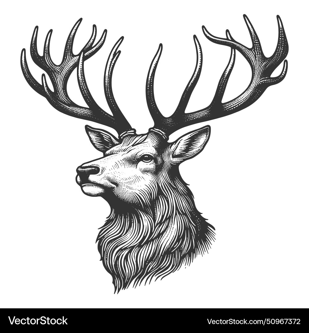Stag with antlers and foliage engraving Royalty Free Vector