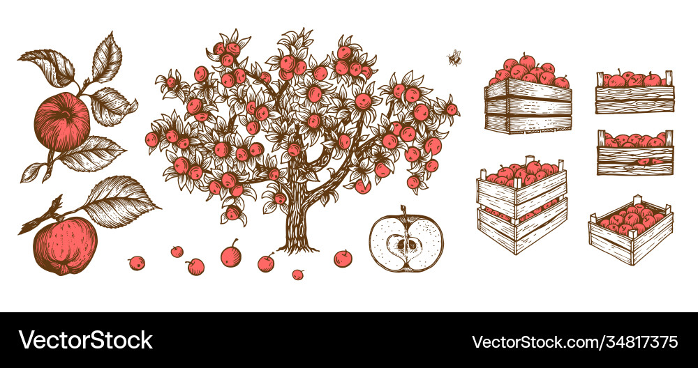 Full fresh apple wooden crate box Royalty Free Vector Image