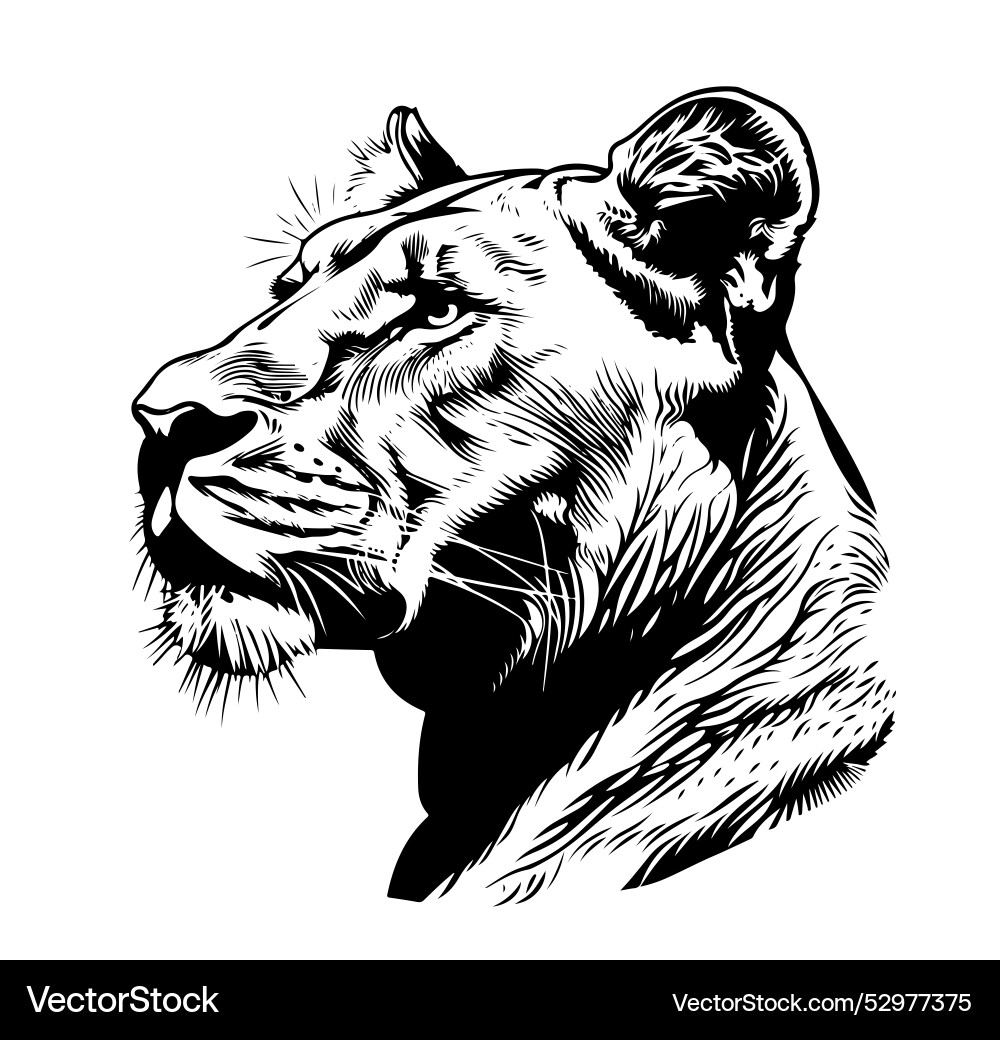 Lioness portrait hand drawn Royalty Free Vector Image